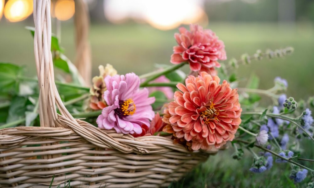 Community Highlights: Meet Stephanie Bull of Indigo Iris Farm - Voyage ...