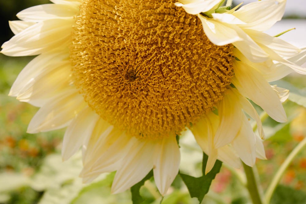 Exploring Life & Business with Alexis Rehbaum of Wild Goose Flower Farm ...