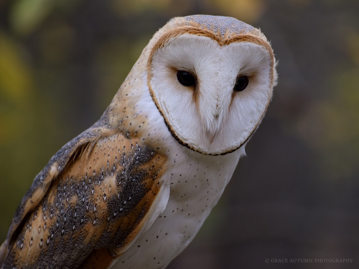 Life & Work with Josh Garris - Voyage South Carolina Magazine