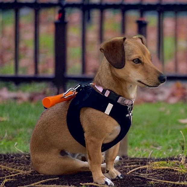 Community Highlights: Meet Karen Hopper of Picket Protector - Voyage ...