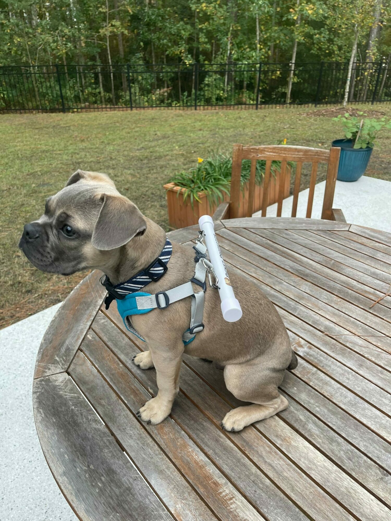 Community Highlights: Meet Karen Hopper of Picket Protector - Voyage ...