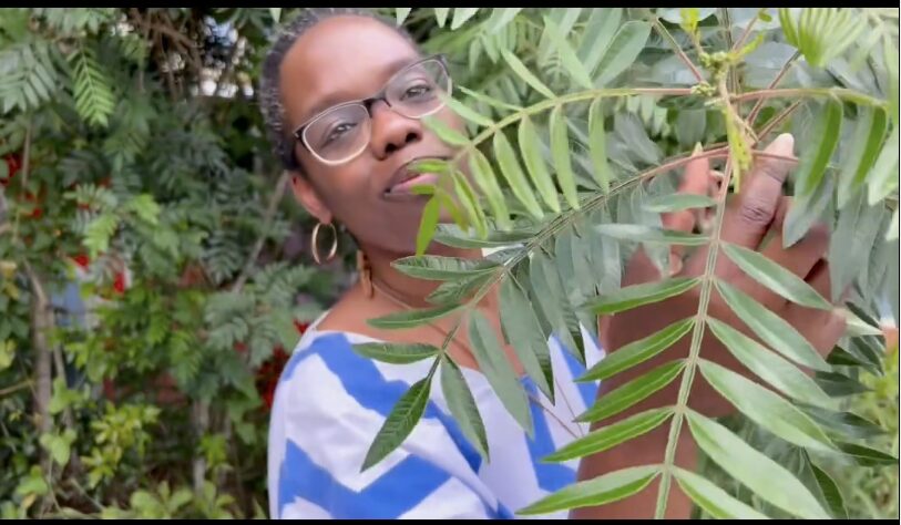 Hidden Gems: Meet Shanequa Singletary of Four Room Herbals - Voyage ...