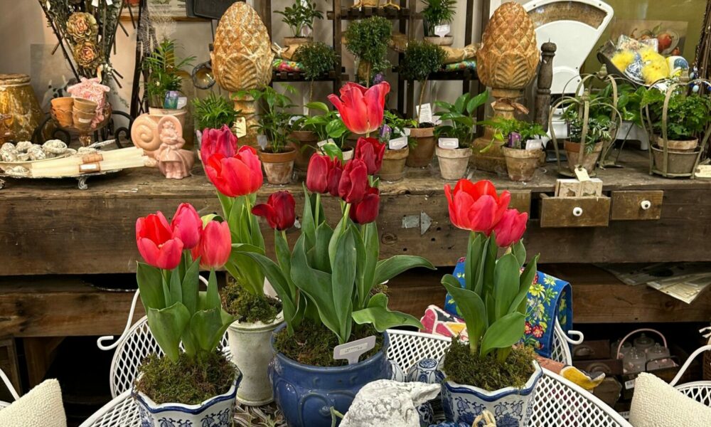 Conversations with Angie O’Shields – Voyage South Carolina Magazine