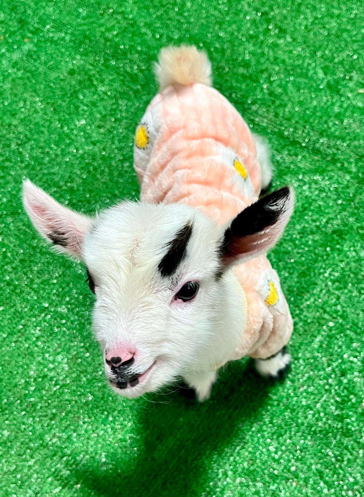 Meet Bianca Greer of Twin Farms Mobile Petting Zoo - Voyage South ...