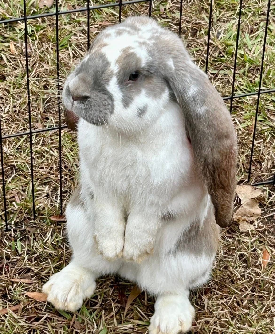Meet Bianca Greer of Twin Farms Mobile Petting Zoo - Voyage South ...