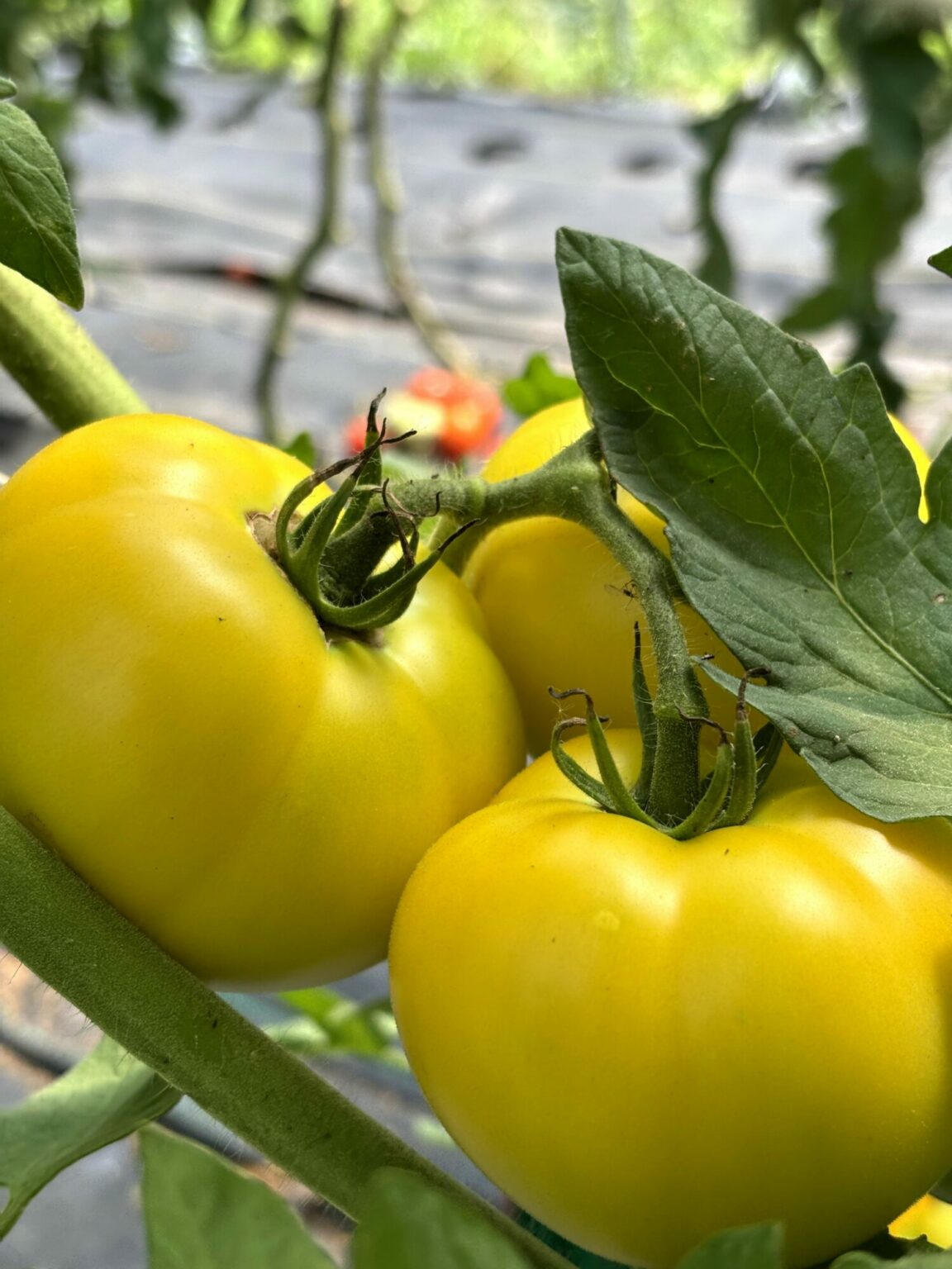 Exploring Life & Business with Ashley Loponte of Kindlewood Farms ...